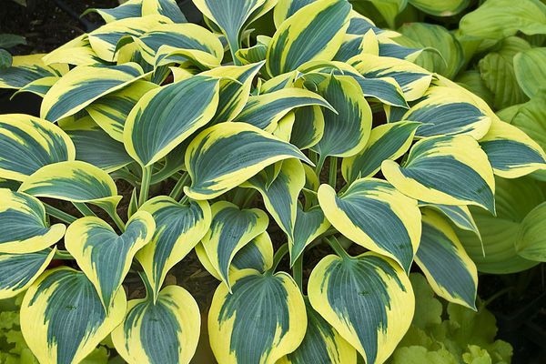 Product Detail - Bailey Portal