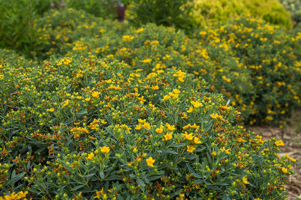 Product Detail - Bailey Portal