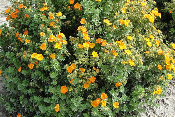 Product Detail - Bailey Portal