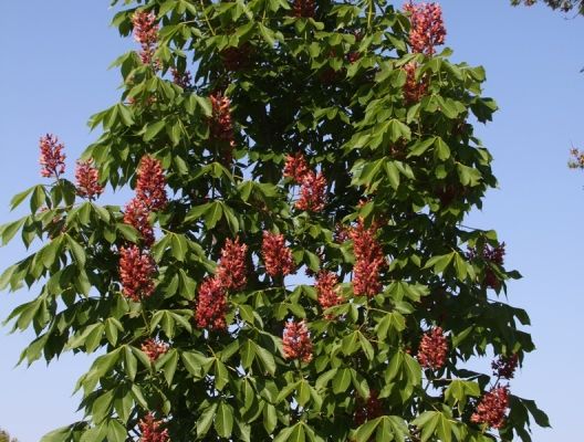 Product Detail - Bailey Portal