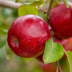 Product Index - Bailey Portal